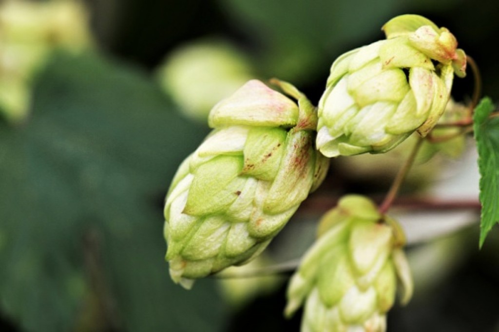 Lúpulo pode ajudar a prevenir e reduzir os efeitos da gengivite e ...