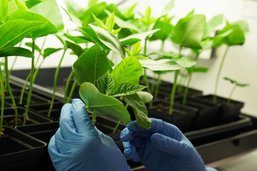 Potenciais vacinas contra a COVID-19 são desenvolvidas a partir de ...