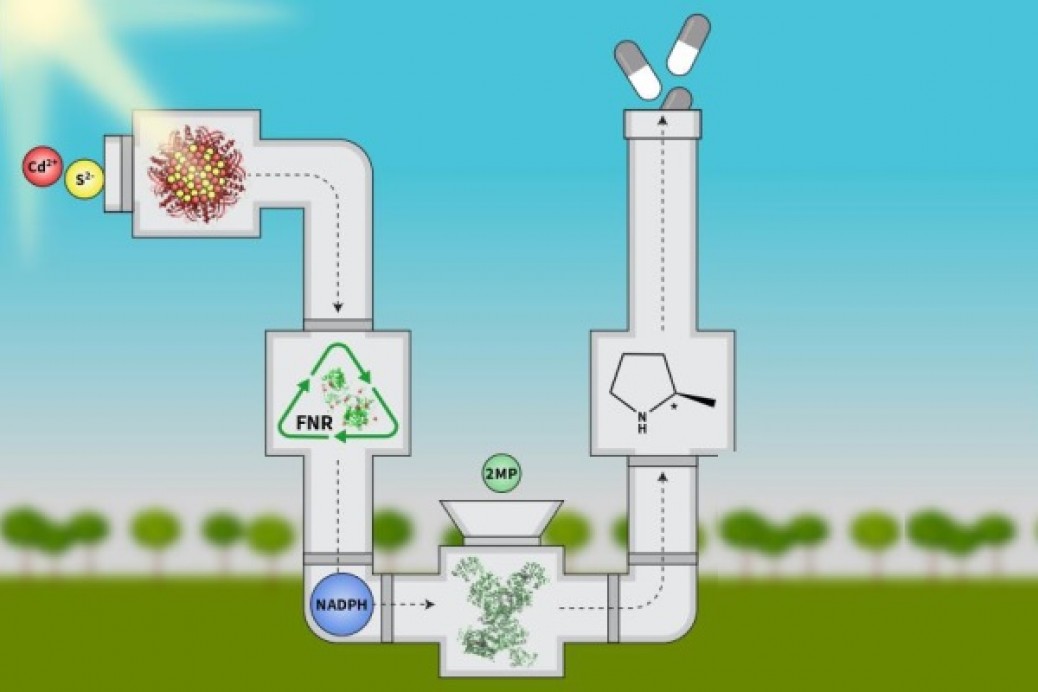 'Bactérias biônicas': cientistas conectam matéria animada e inanimada ...